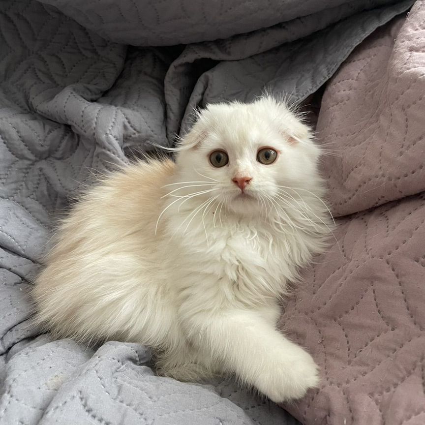 Шотландский вислоухий длинношёрстный котёнок