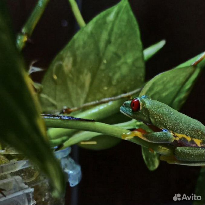Домашние лягушки с красными глазами