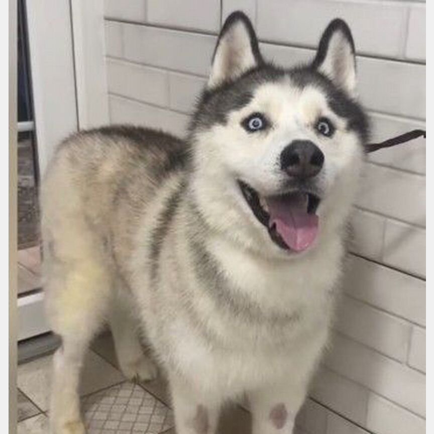 Нереальный красавчик ищет любящую семью