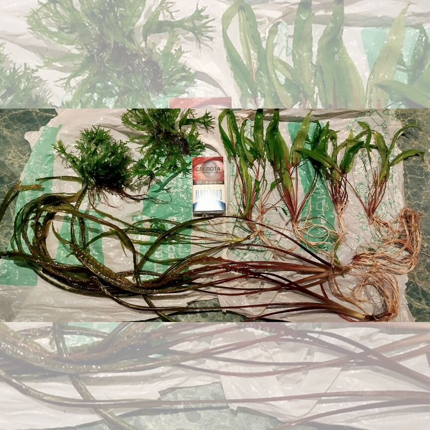 Аквариумные растения