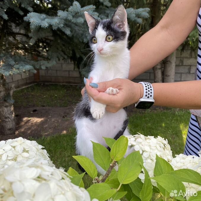 Кото ребенок ищет дом