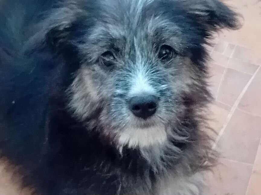 Собака 3 месяца девочка