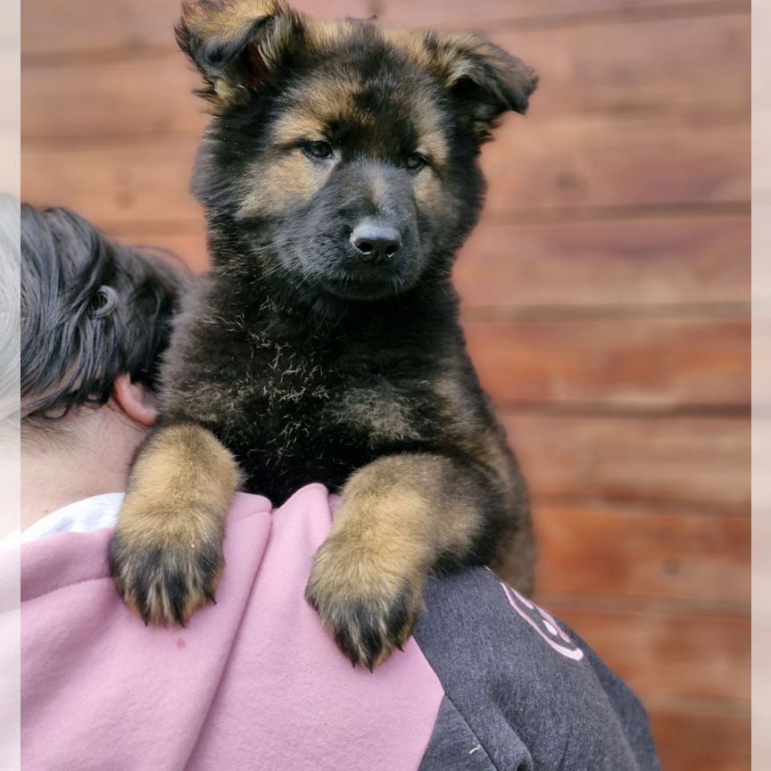 Немецкая овчарка, щенок