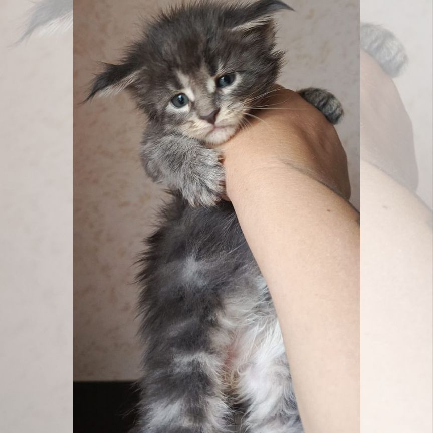 Котята мейн-кун