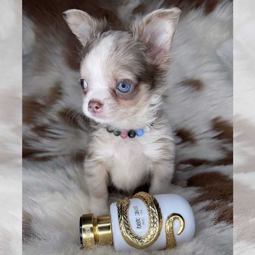 Чихуахуа, щенок