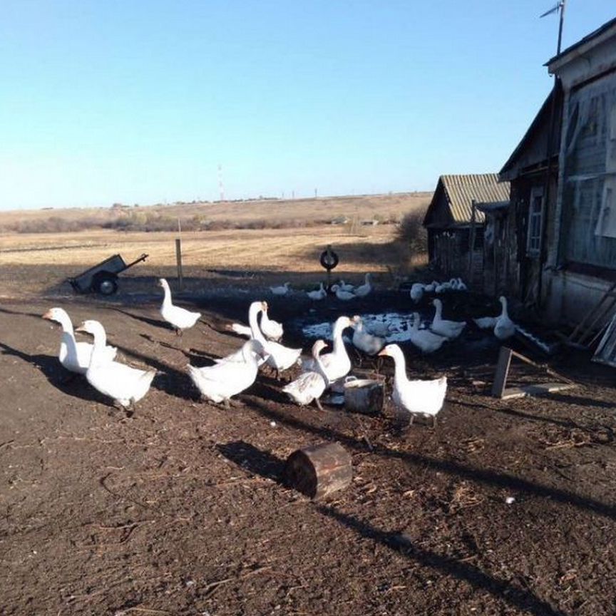 Семья гусей