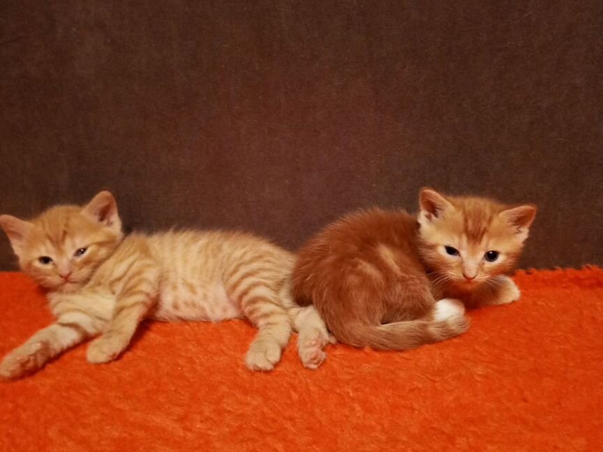 Манчкин