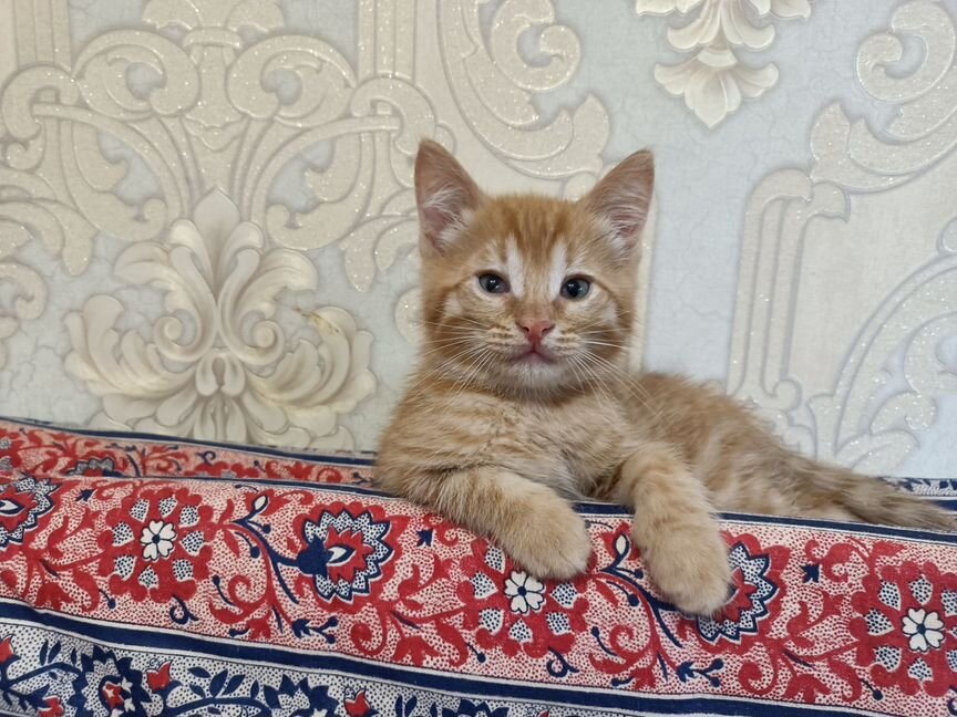 Кошка в дар бесплатно