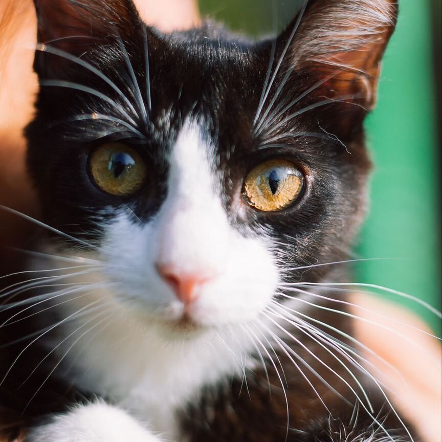 В добрые ручки