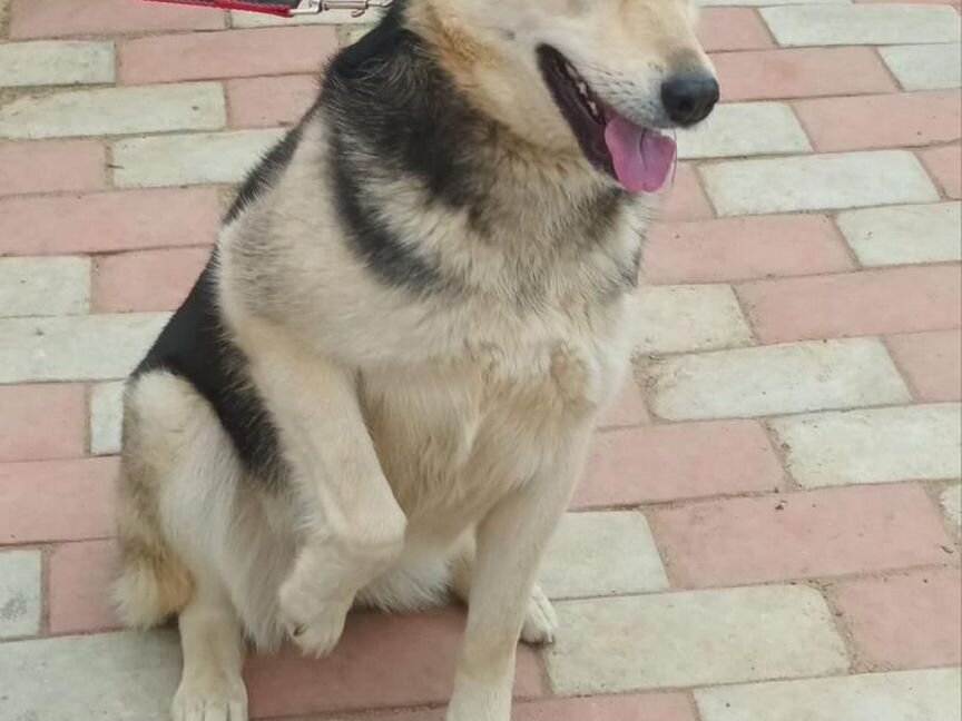 Умнейшая Собака Боня ищет дом