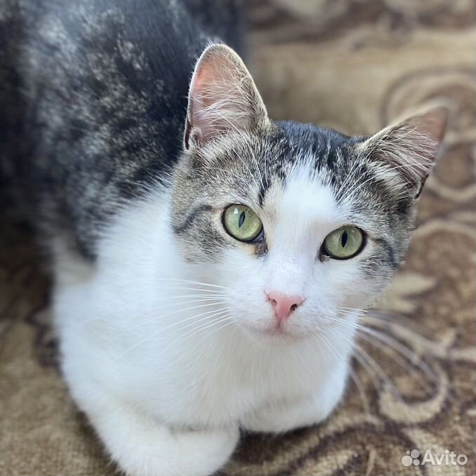 Томас ищет дом