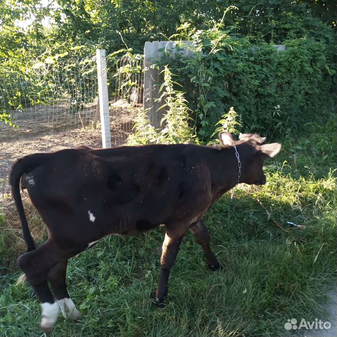 Продам телку