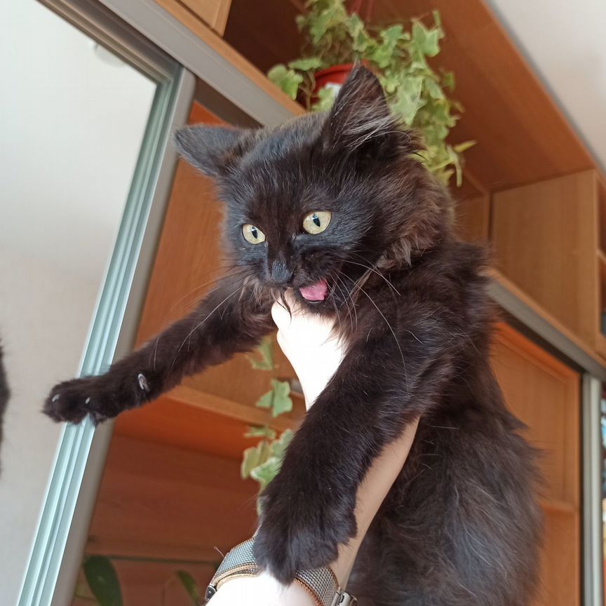 Черный котенок девочка 2 мес