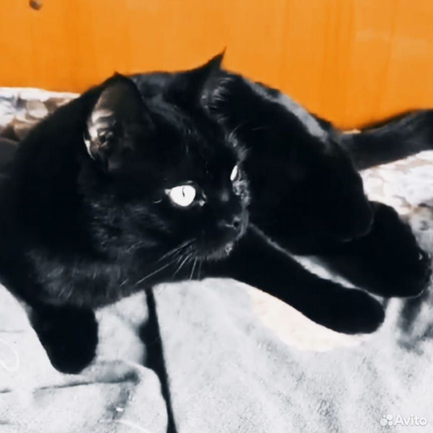 Метисик шотла