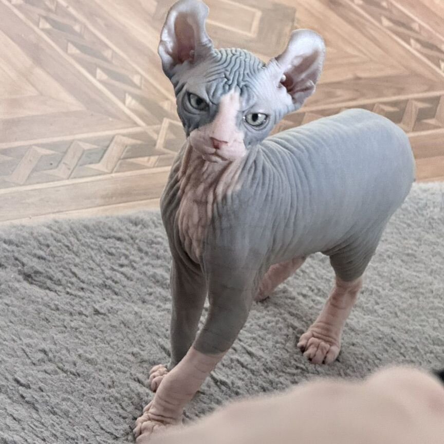 Канадский сфинкс котёнок
