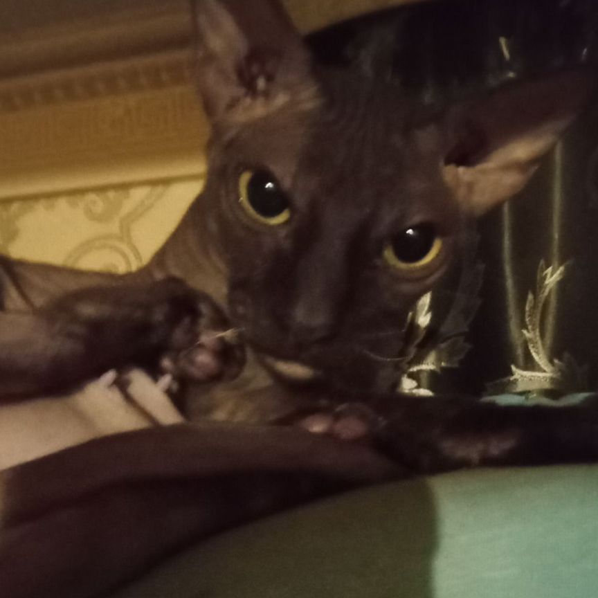 Котята сфинкс