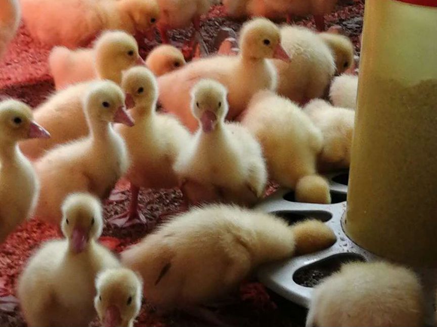 Гусята Линда, Крупный Серый, Яйцо инкубацыонное