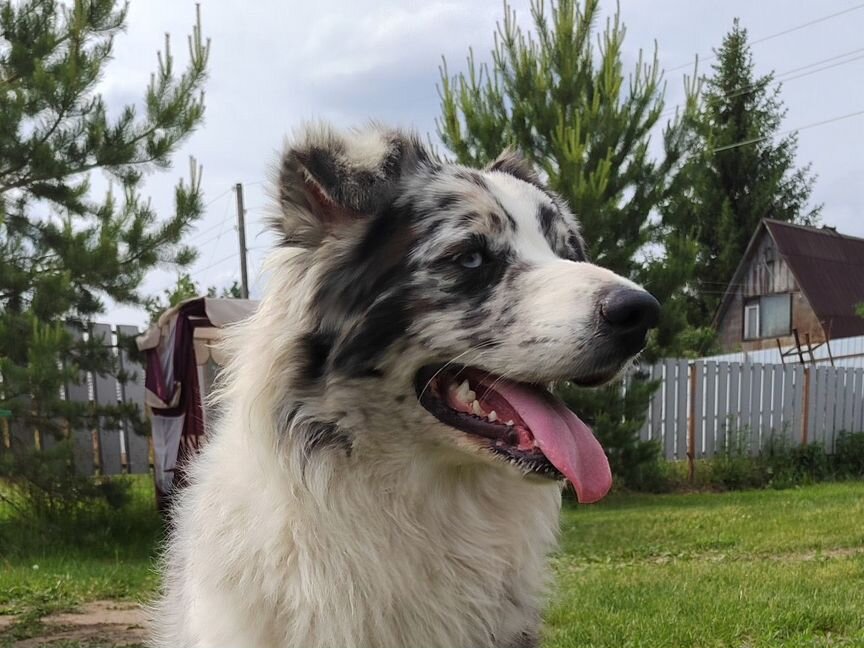 Австралийская овчарка аусси вязка