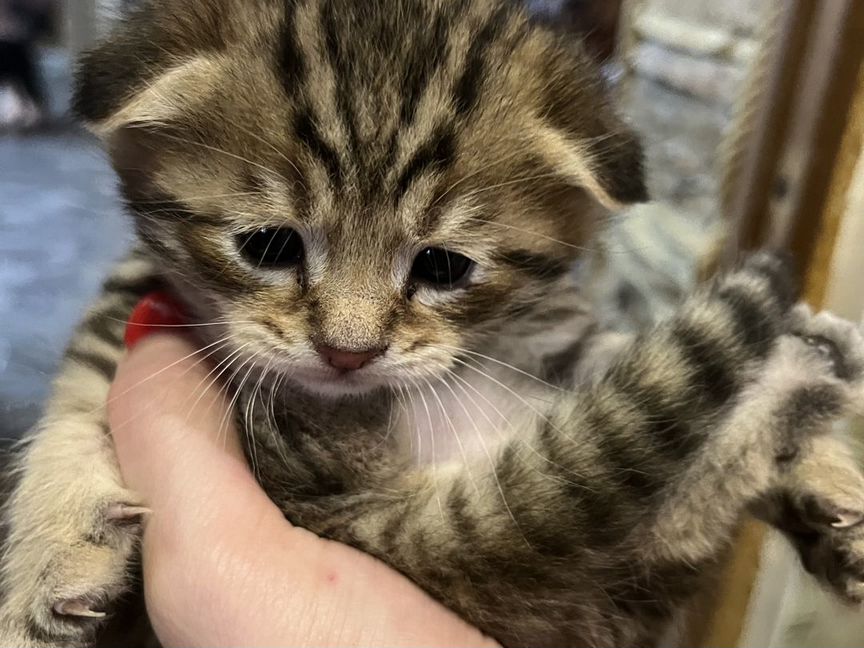 Черный котенок вислоухий