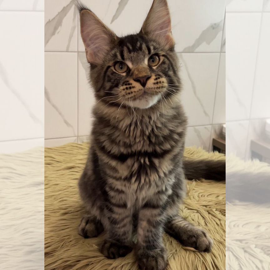 Котята мейн-кун