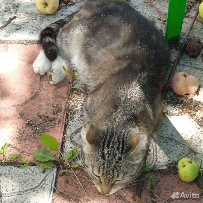 Шотландская кошка, мраморный окрас