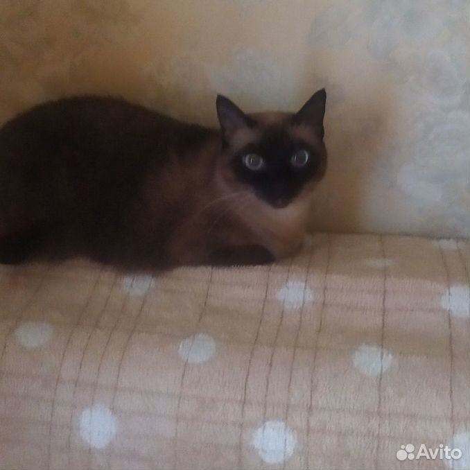 Отдам кошечку Тайку