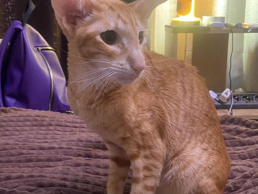 Ориентальные котята