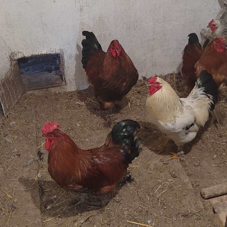 Молодые петухи