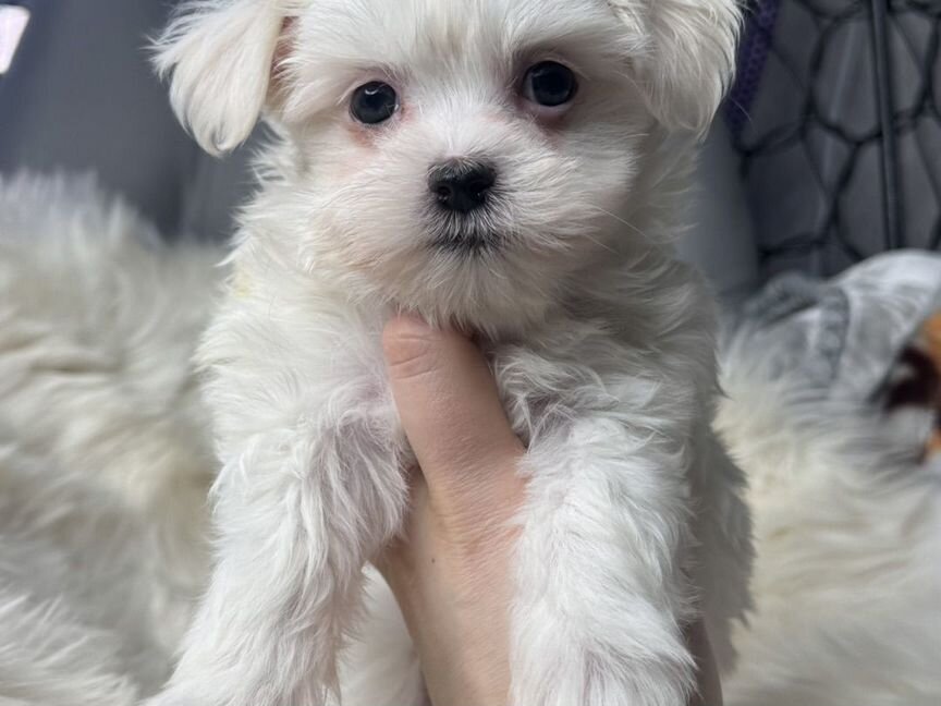 Мальтезе болонка девочка