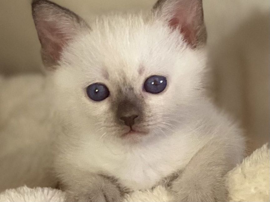 Тайские котята