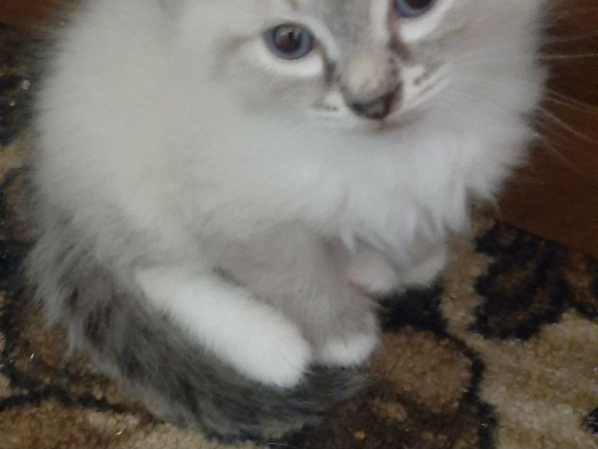 Котята ищут любящую семью