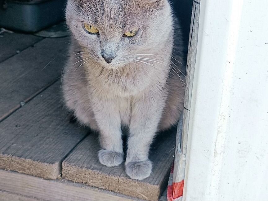 Кошка британка Шеба