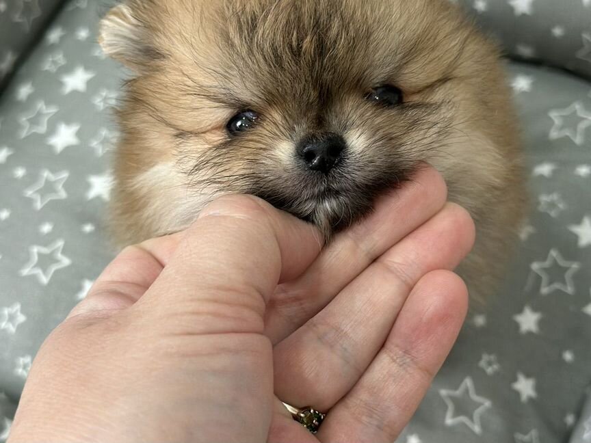 Малышка померанский шпиц мини 1,5 мес