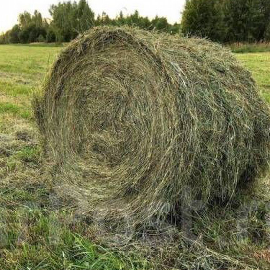 Продам сено в рулонах