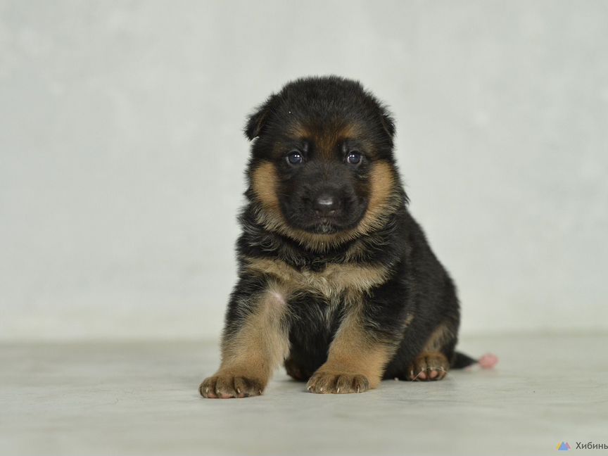 Немецкая овчарка щенок