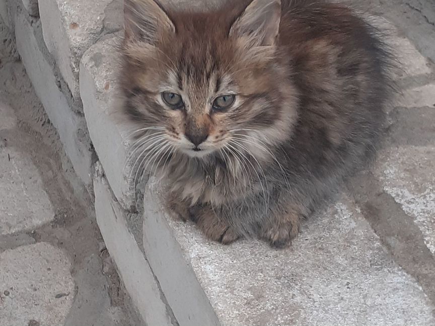 Кот шахтёр