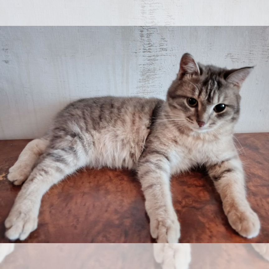 Взрослый кот в добрые руки