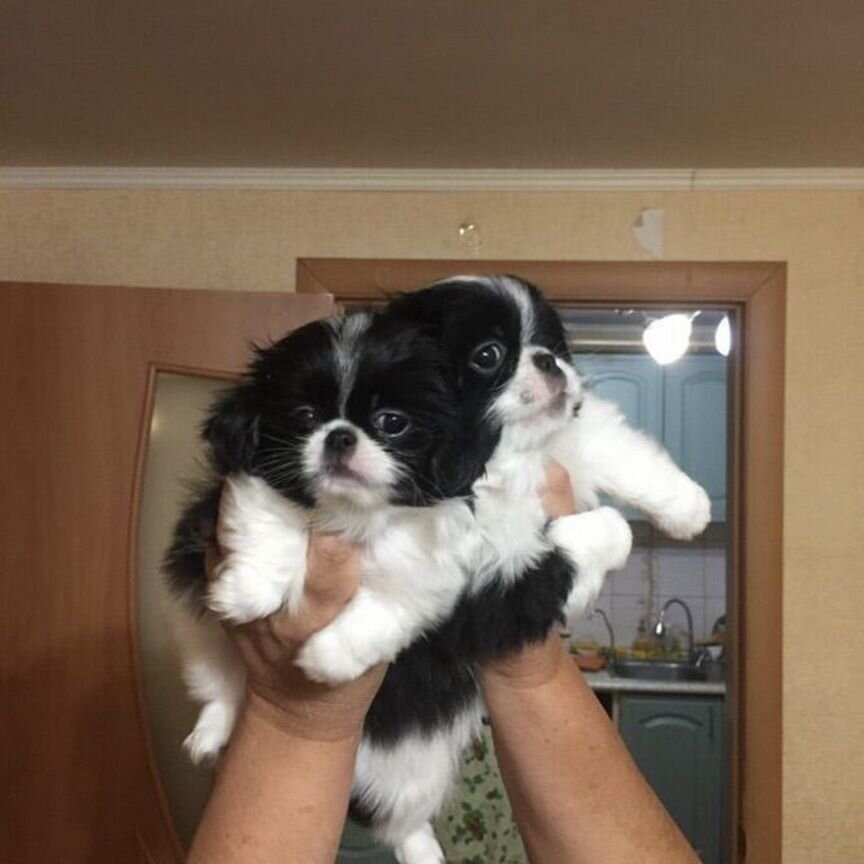 Щенки японский хин