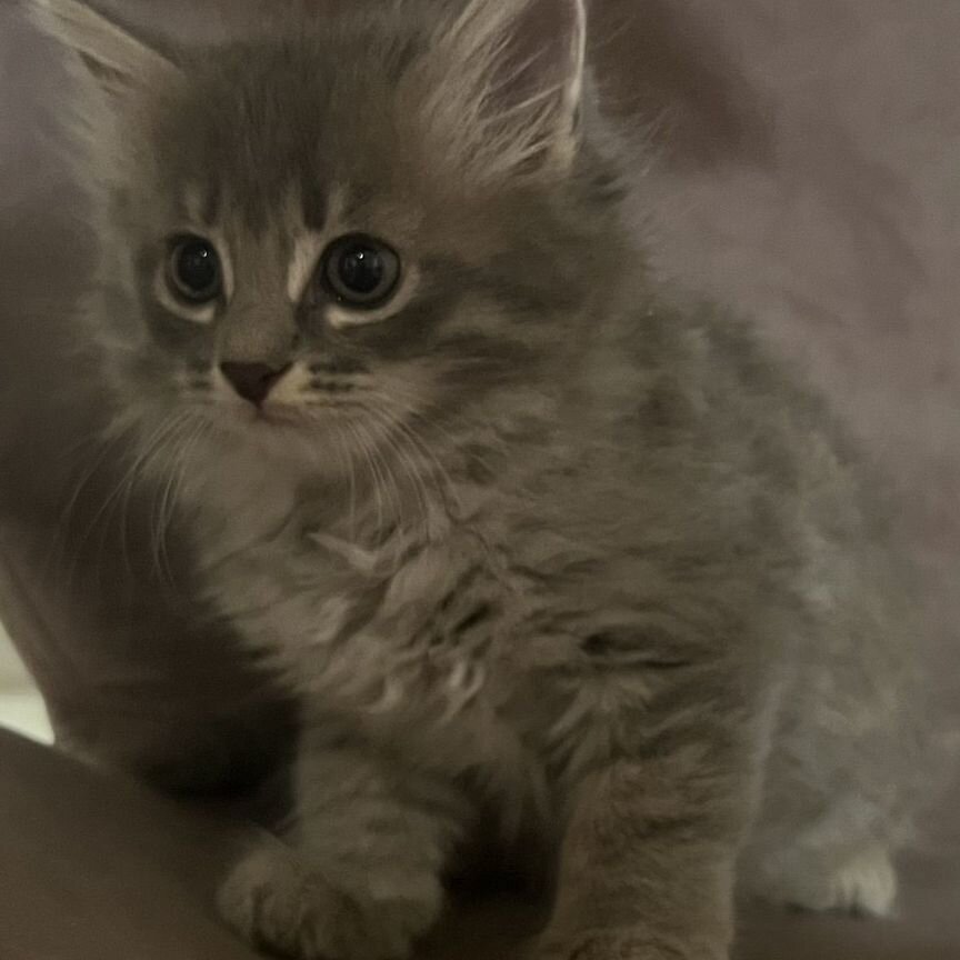 Котенок 1,5 месяца(кошечка)