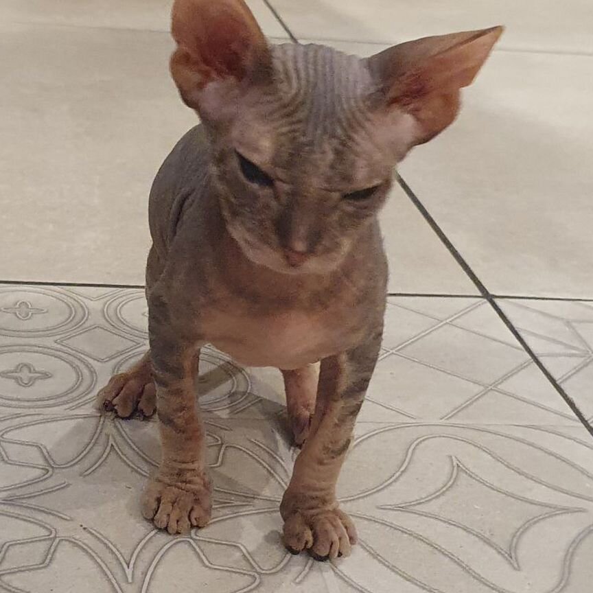 Канадский сфинкс котёнок