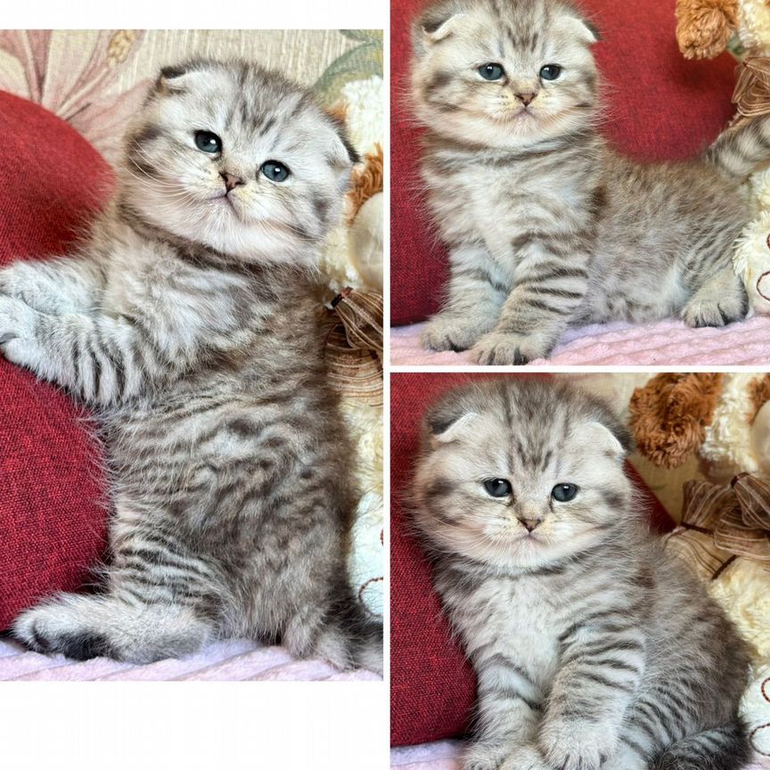 Шотландские вислоухие котята
