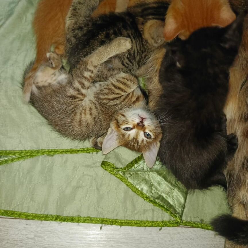 Продам котят