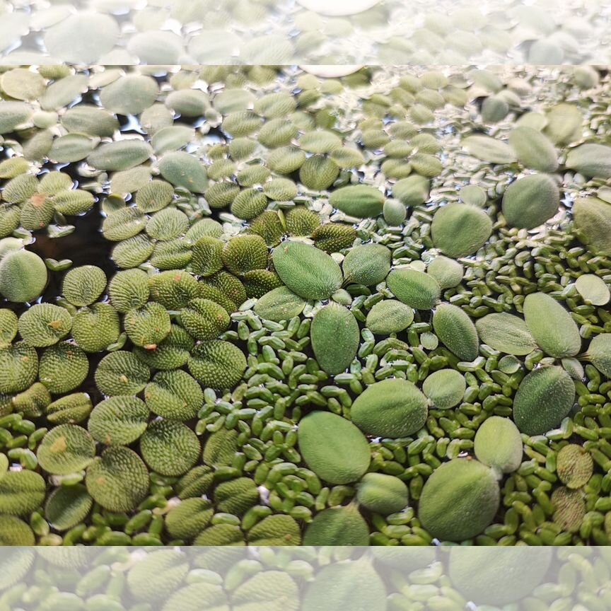 Аквариумные растения