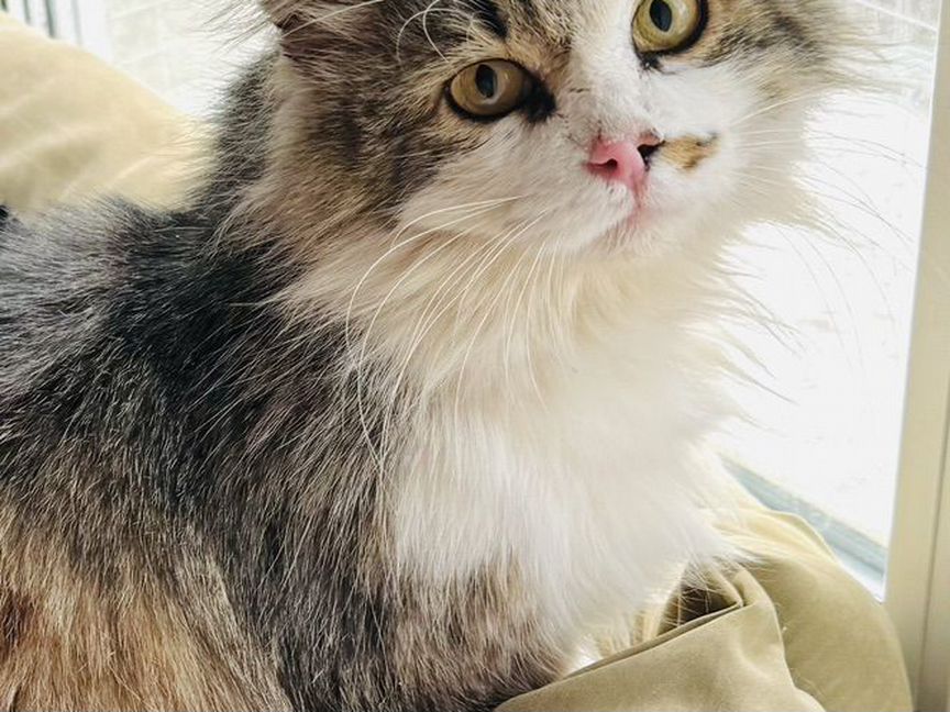 Котик кастрированный