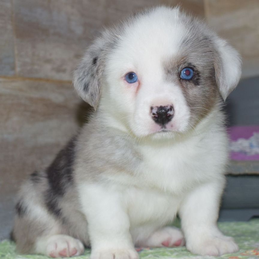 Кардиган вельш-корги щенки