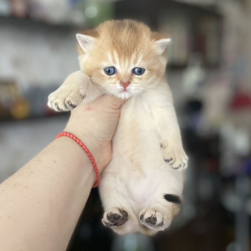 Шотландская кошечка