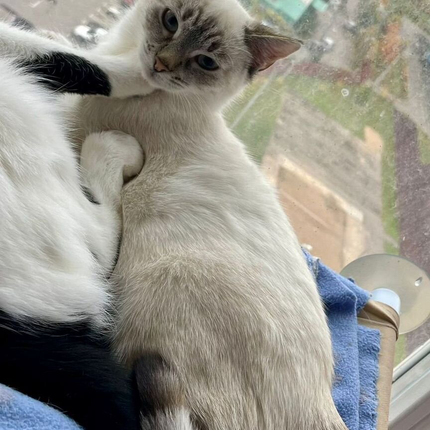 Прекрасная Кики ищет семью