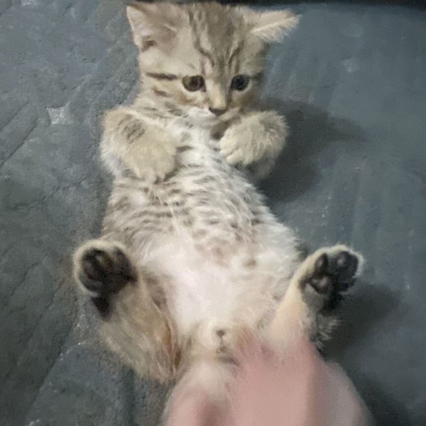 Щотландские котята