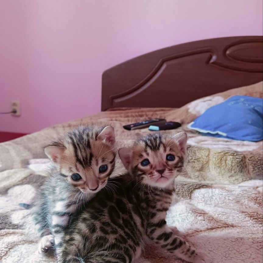 Бенгальские котята