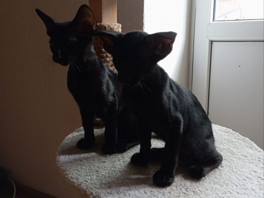 Ориентальные котята